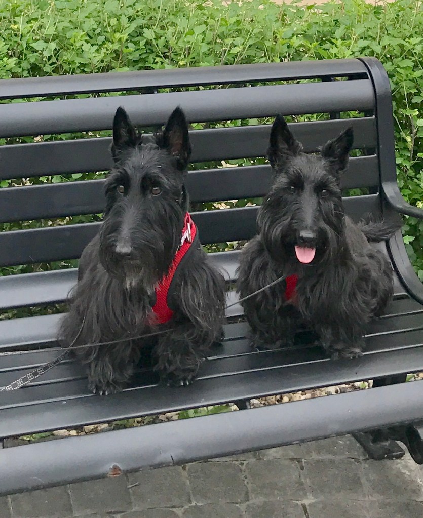 The Adventures of Indy and Lucy | Journal of exploits and escapades of ...